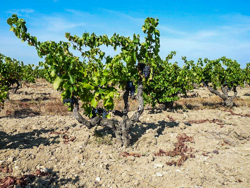Domaine Alary - Ergo Wines